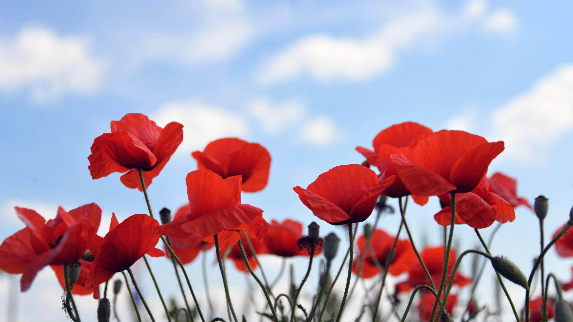 ANZAC Day Public Holiday Closure - Ben Jeffcote